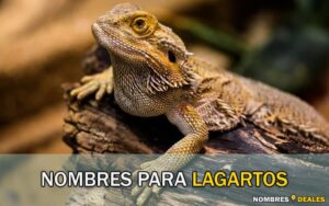 Nombres creativos para lagartos que destacan personalidad y apariencia