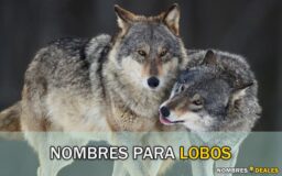 Nombres únicos para Lobos y Lobas: Fuerza, elegancia y liderazgo